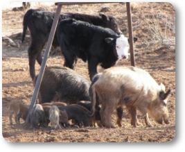 feral hogs Archives - Pennsylvania State Council of Farm Organizations